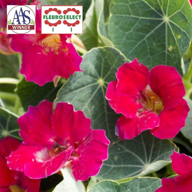 Capucine Baby Rose | W.H. Perron