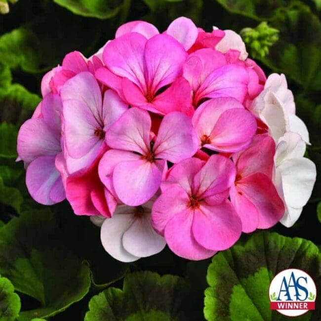 Géranium Pinto™ Premium White to Rose F1 | W.H. Perron