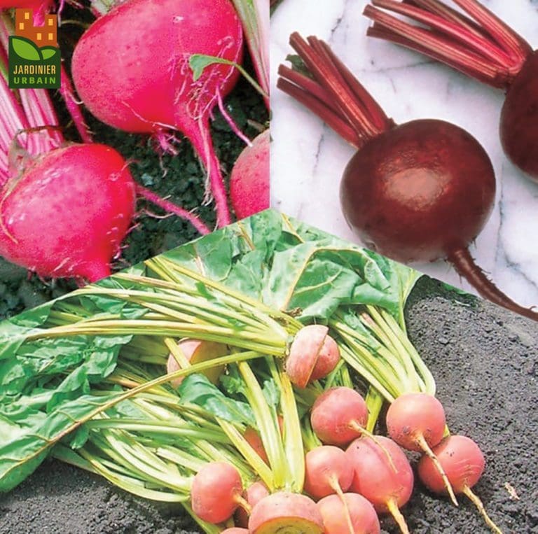 Betterave Mélange Bio | W.H. Perron