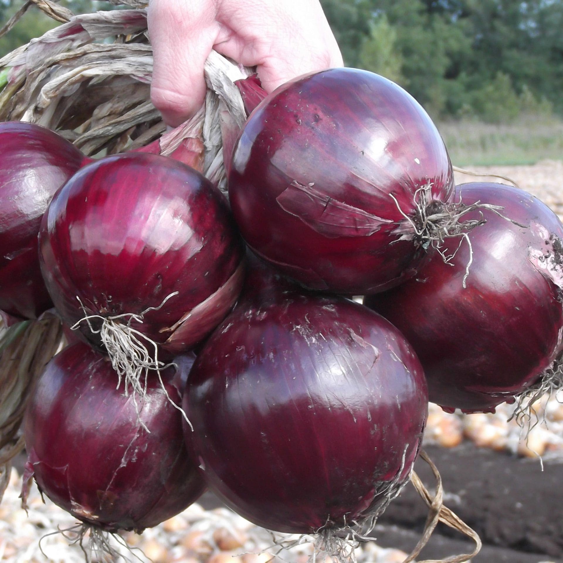 Oignon Red Carpet F1 | W.H. Perron