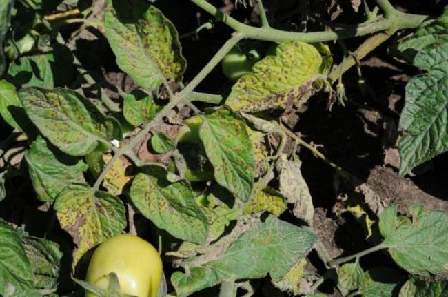 Comment identifier et traiter les maladies des plants de tomates | W.H ...