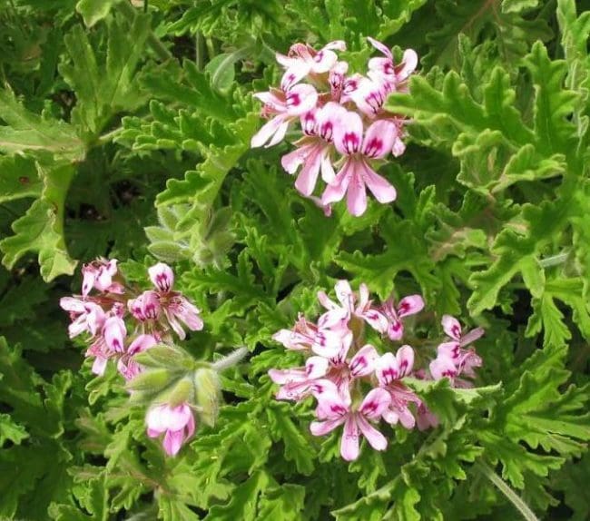 Géranium / Pélargonium : Conseils d'entretien | W.H. Perron